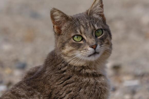Missing Cat Returns Home After Incredible Twenty-Year Journey - NewsBreak
