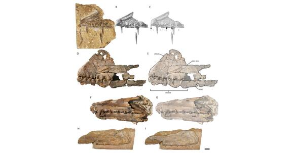 Farmer-cum-Amateur Palaeontologist Discovers New Pterosaur Species in ...