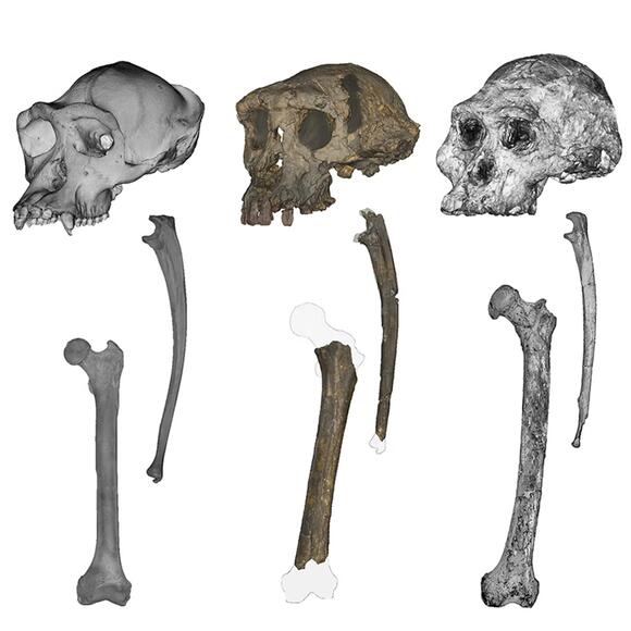 This Walking Ape Might Be the Earliest Human Ancestor - NewsBreak