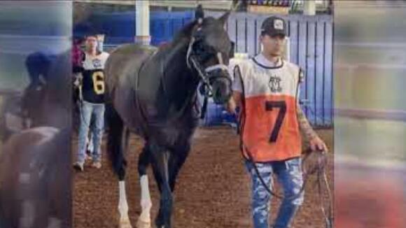 Racehorse dies moments after crossing finish line on first career start ...