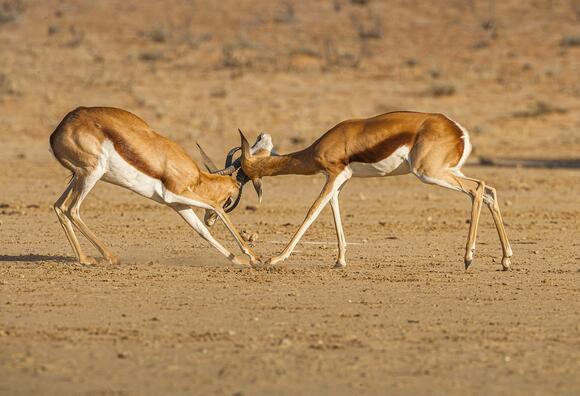 The Effect of Space Weather on Earth’s Wildlife: How Solar Flares and ...
