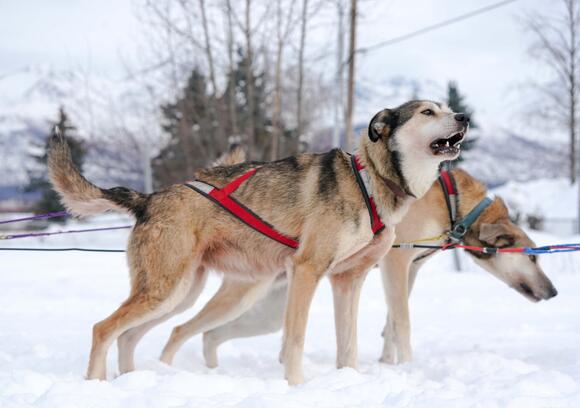 The Ultimate Sled Dog and Why the Alaskan Husky Reigns Supreme - NewsBreak