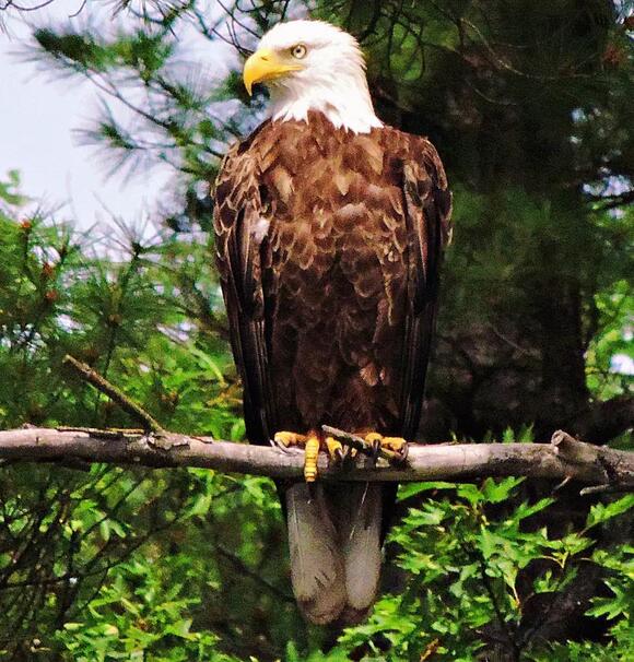 Meet Indiana’s Smallest And Fiercest Predator - NewsBreak