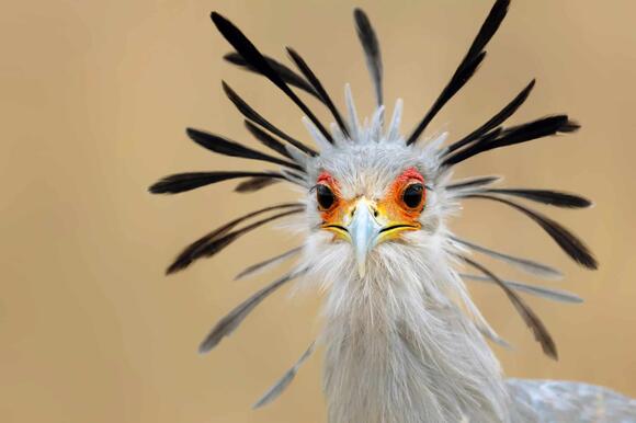 The Secretary Bird A Raptor That Hunts on Foot - NewsBreak