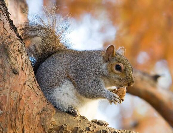 10 Epic Facts You Likely Didn’t Know About These Popular Animals ...