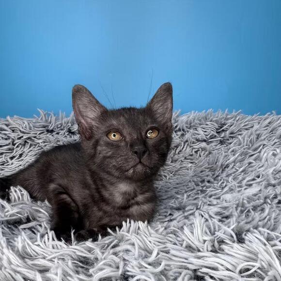 🐱 Playful, Gentle & Loyal Cats Ready for Adoption in San Antonio ...