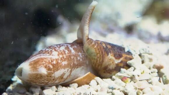 6 Confirmed Extinctions in 2025, According to IUCN - NewsBreak