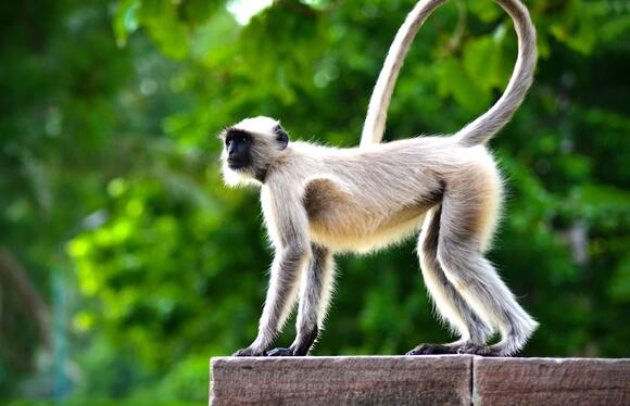12 Fascinating Ways Animals Use Their Tails for Survival - NewsBreak