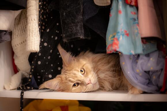 What Your Cat’s Favorite Nap Spot Says About Their Emotional Needs ...