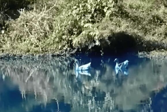 São Paulo’s Blue Wildlife As A Result Of A Chemical Spill - NewsBreak