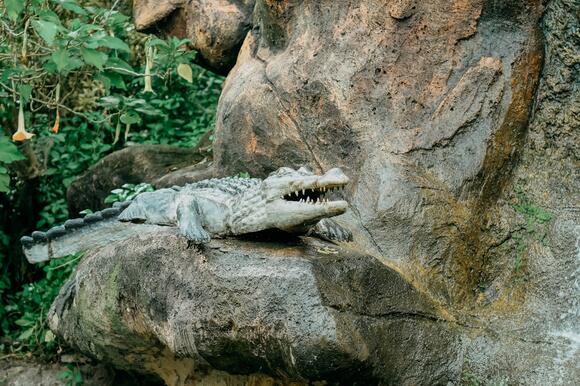 Can Crocodiles Climb Trees? (Spoiler: Yes, and Here’s Why) - NewsBreak