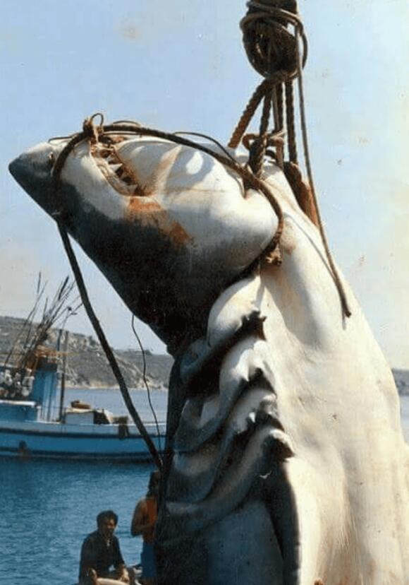 These are The 5 Largest Great White Sharks Ever Recorded - NewsBreak