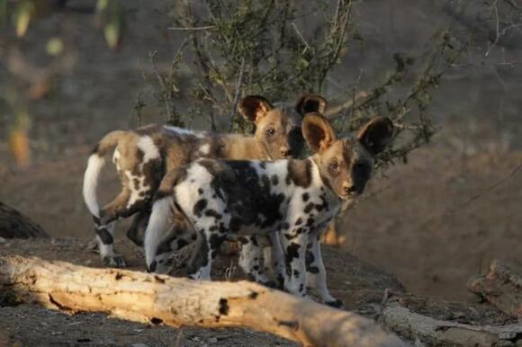 Pack of 11 African Wild Dogs Overturns Carnivore concept: Devours ...