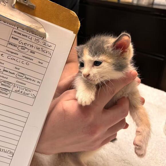 🐱 Playful & Sweet Cats Ready for Adoption in Tempe - NewsBreak