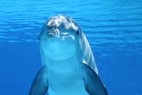 The Most Intelligent Marine Animals and Their Astonishing Behaviors ...