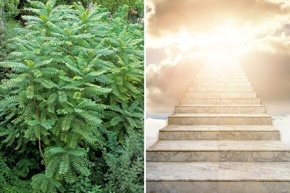 Tree Of Heaven Is Not What Its Name Suggests - NewsBreak