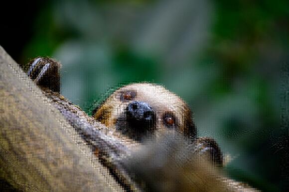 Why Sloths Are So Slow — And How That’s Weirdly Brilliant - NewsBreak