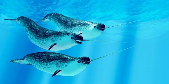 10 Unique Animals that Call the Arctic their Home - NewsBreak