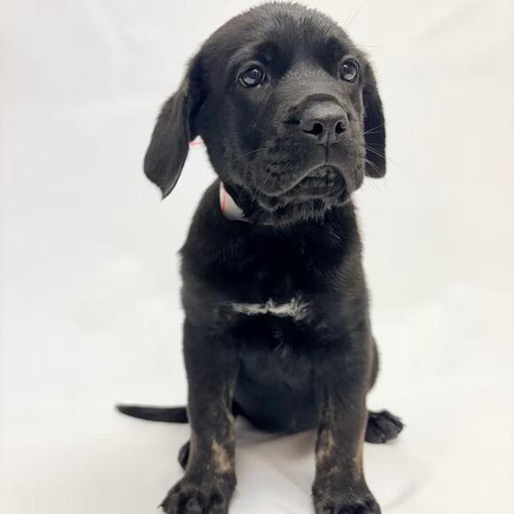 🐶 Playful, Gentle & Loyal Dogs Ready for Adoption in Parker - NewsBreak