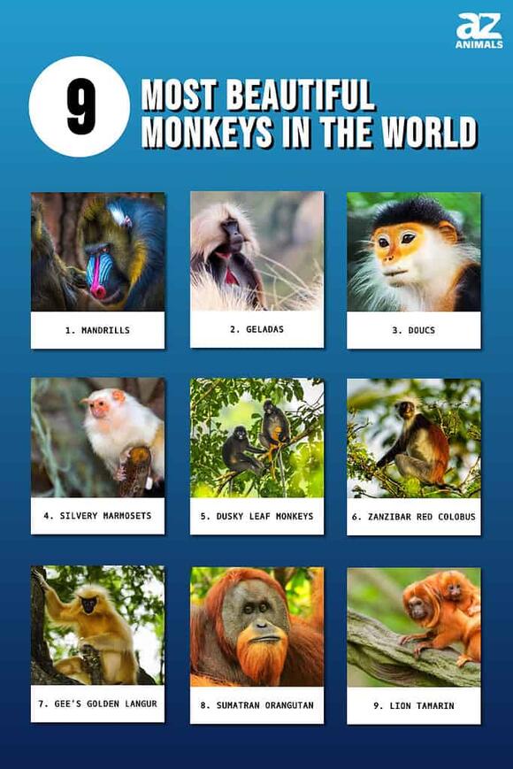 9 Most Beautiful Monkeys and Where You Can Catch a Glimpse of Them ...