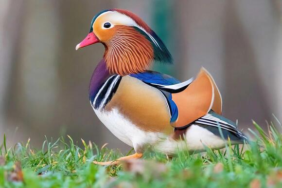9 Animals With the Most Vibrant Colors in Nature - NewsBreak