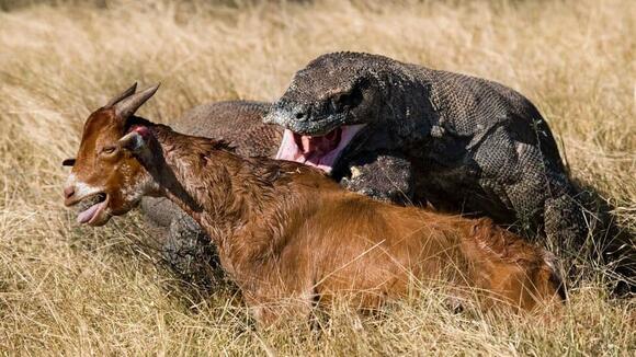 How Komodo Dragons Use Venom to Kill Prey Slowly - NewsBreak