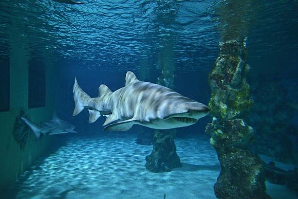 Meet Helicoprion: The Prehistoric Shark With a Spiral of Teeth - NewsBreak