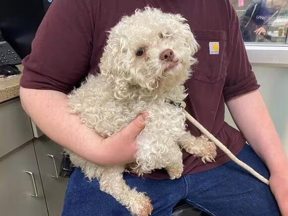 🐶 Playful Puppies and a Tiny Poodle Ready for Adoption in Milwaukee ...
