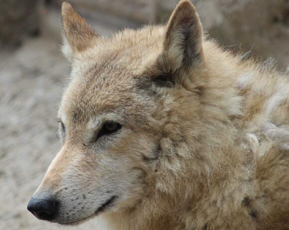 14 Wolf Behaviors That Reveal Complex Pack Dynamics - NewsBreak