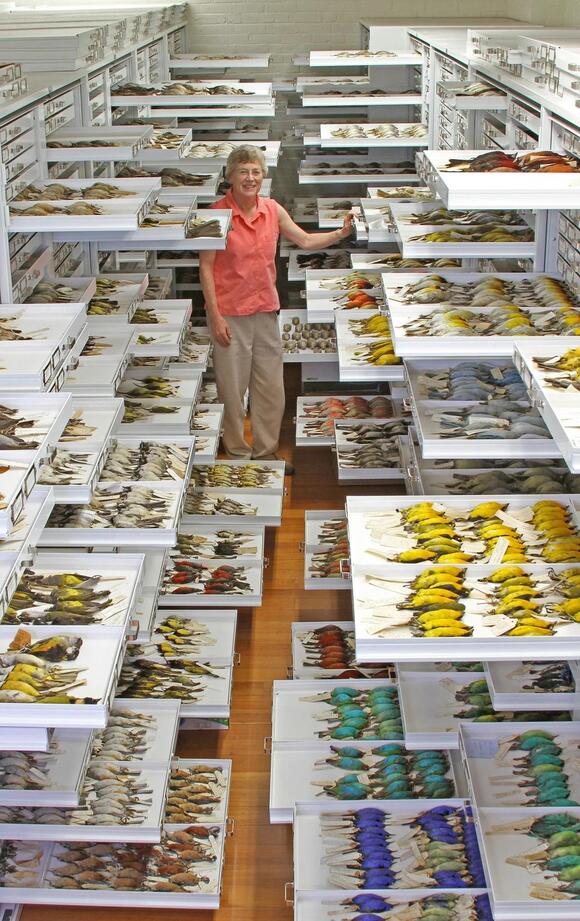 International Museum Day: The Secret Science of Specimen Collections ...