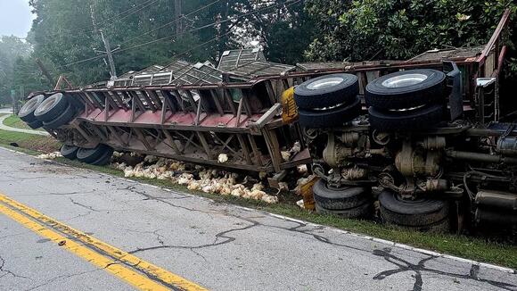 Chicken truck overturns in Clermont, spilling birds and closing road ...