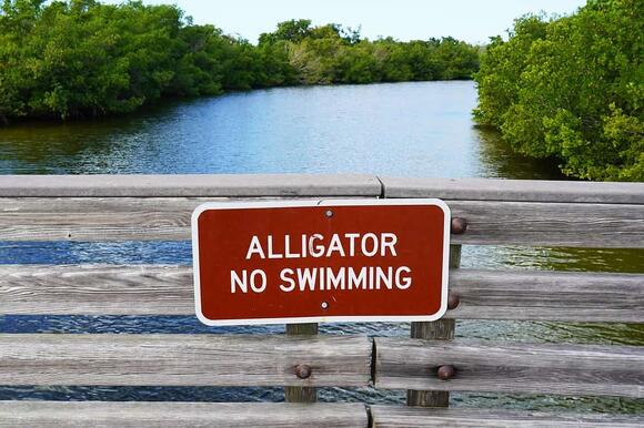 Are There Alligators or Crocodiles in Key West? - NewsBreak