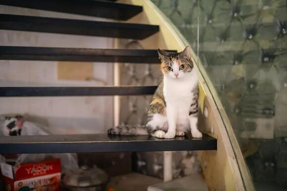10 Ways to Create a Calm Sanctuary for Your Senior Cat - NewsBreak
