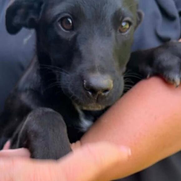🐶 Playful, Gentle & Loyal Dogs Ready for Adoption in Nashville - NewsBreak