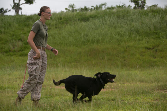 Can Dogs Sense Danger? How to Train Them to Respond - NewsBreak
