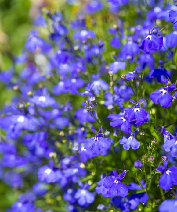5 Tiny Flowers Perfect For a Summer Tabletop Garden – They’ll Bloom ...