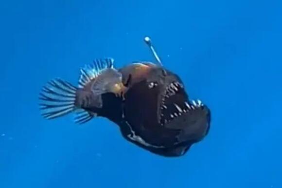 Watch as terrifying Devil Fish normally found in total darkness 6,000ft ...