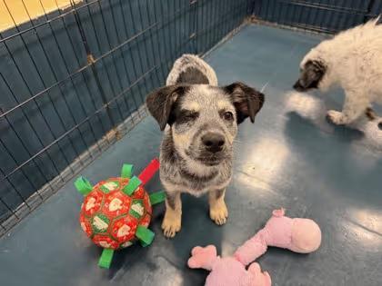 🐶 Playful Australian Cattle Dog Puppies Ready for Adoption in Chandler ...