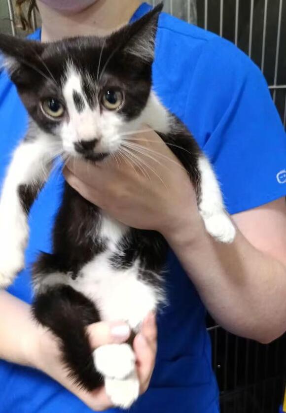 🐱 Sweet Cats Ready for Adoption in Dallas, GA - NewsBreak