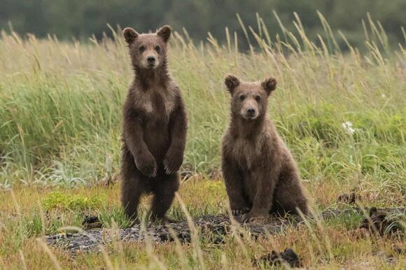 The Real Wildlife Behind the Great American Road Trip - NewsBreak
