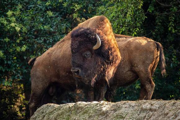 12 Times Bison Proved They are Not to Be Messed With - NewsBreak