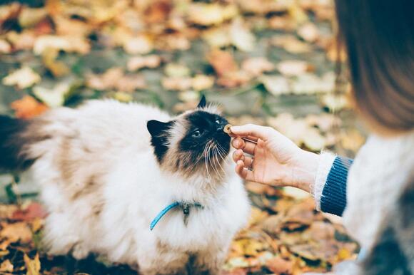 10 Cat Breeds That Are Best for First-Time Pet Owners - NewsBreak