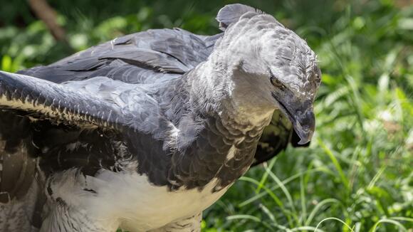 15 Fascinating Facts About the Harpy Eagle - NewsBreak
