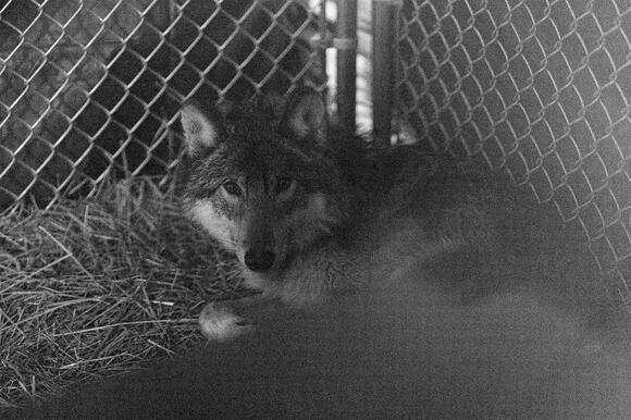 U.S. Rule Changes Colorado’s Wolf Reintroduction Plan - NewsBreak