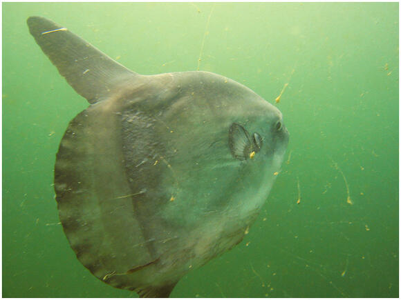 Flat, Round, and Full of Parasites: Inside the Bizarre Life of a ...