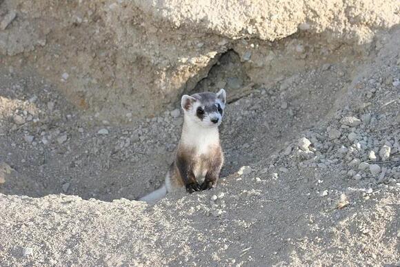 The Black-Footed Ferret’s Comeback: From Extinction to Reintroduction ...
