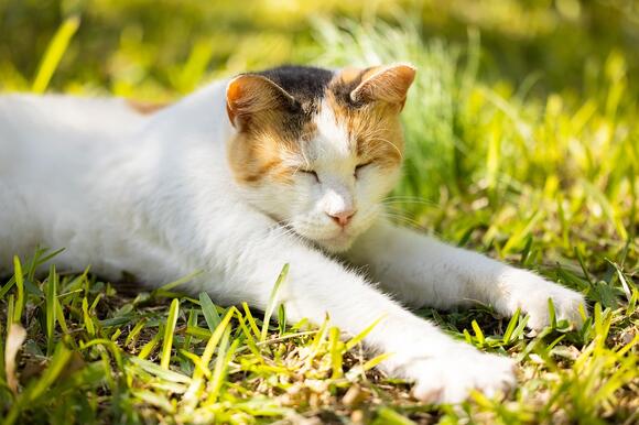 10-daily-routines-that-help-create-emotional-safety-for-cats-newsbreak