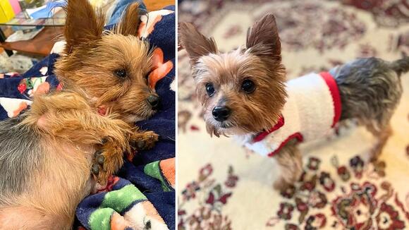 Meet Benji: The 8lb Yorkshire Terrier Looking For Love After Being ...