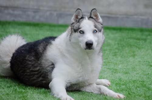 🐶 Playful, Gentle & Loyal Dogs Ready for Adoption in Burlingame - NewsBreak
