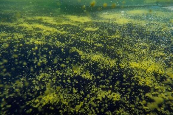 Trump claims vandals will force drainage of algae-plagued Reflecting ...